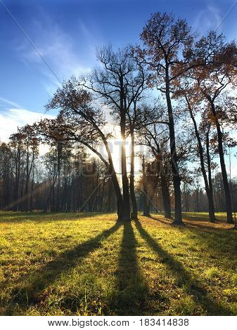 Autumn Tree Sunshine Image & Photo (Free Trial) | Bigstock