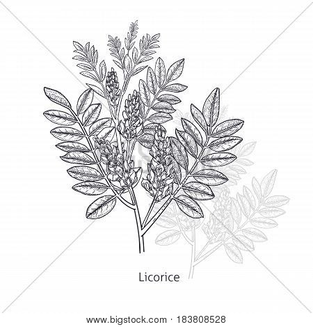 Licorice Flower. Vector & Photo (Free Trial) | Bigstock