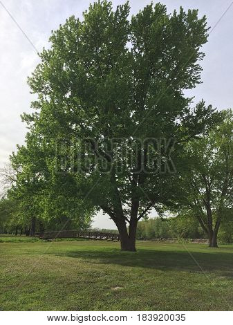 Beautiful Elm Tree Image & Photo (Free Trial) | Bigstock