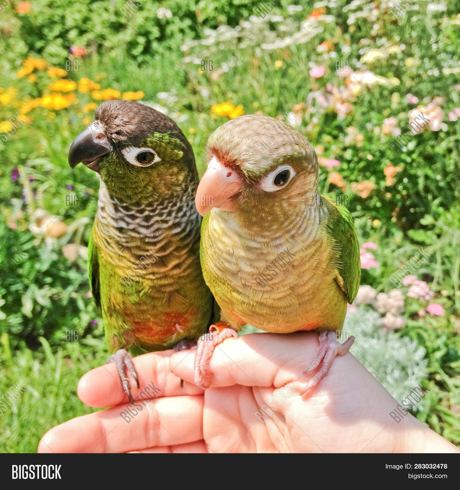 Cute Green Cheek Image & Photo (Free Trial) | Bigstock