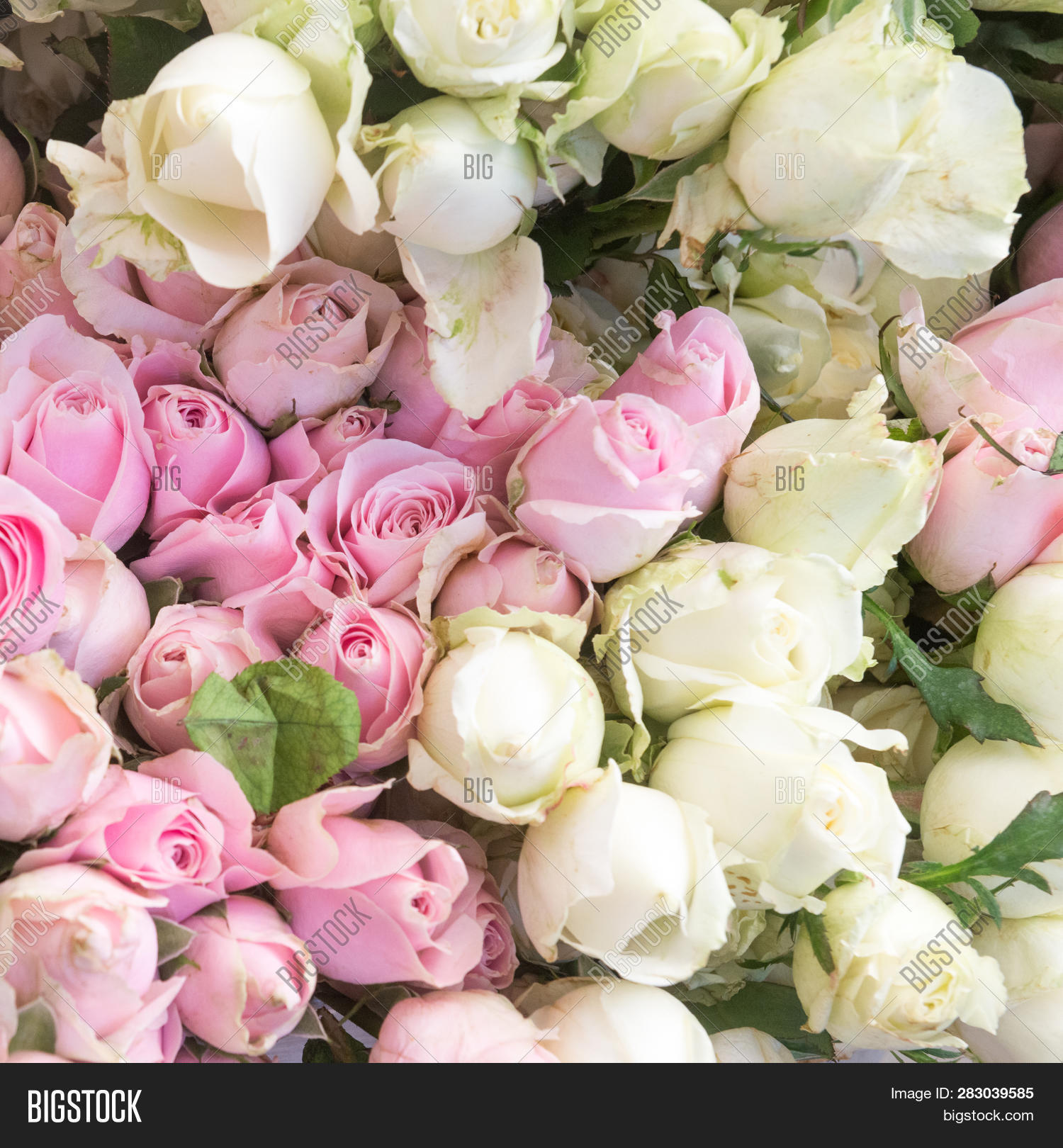 Pretty White Pink Image & Photo (Free Trial) | Bigstock