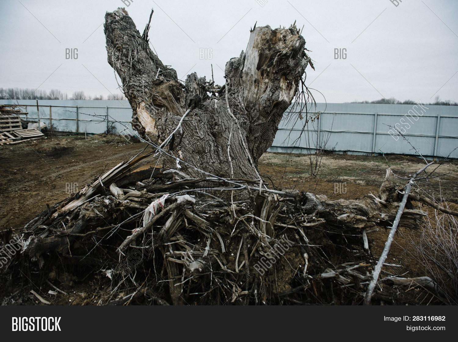 Uprooted Big Tree Image & Photo (Free Trial) | Bigstock