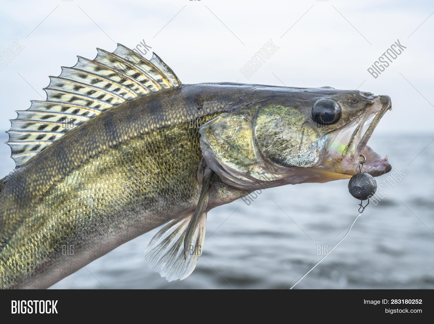 Zander Fishing. Caught Image & Photo (Free Trial) | Bigstock