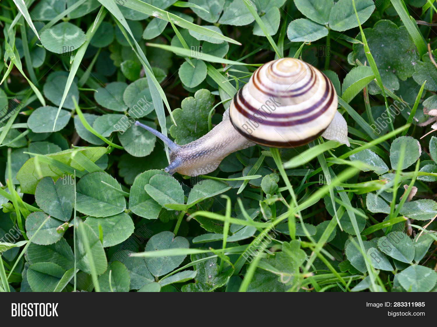 Close Scroll-bone On Image & Photo (Free Trial) | Bigstock