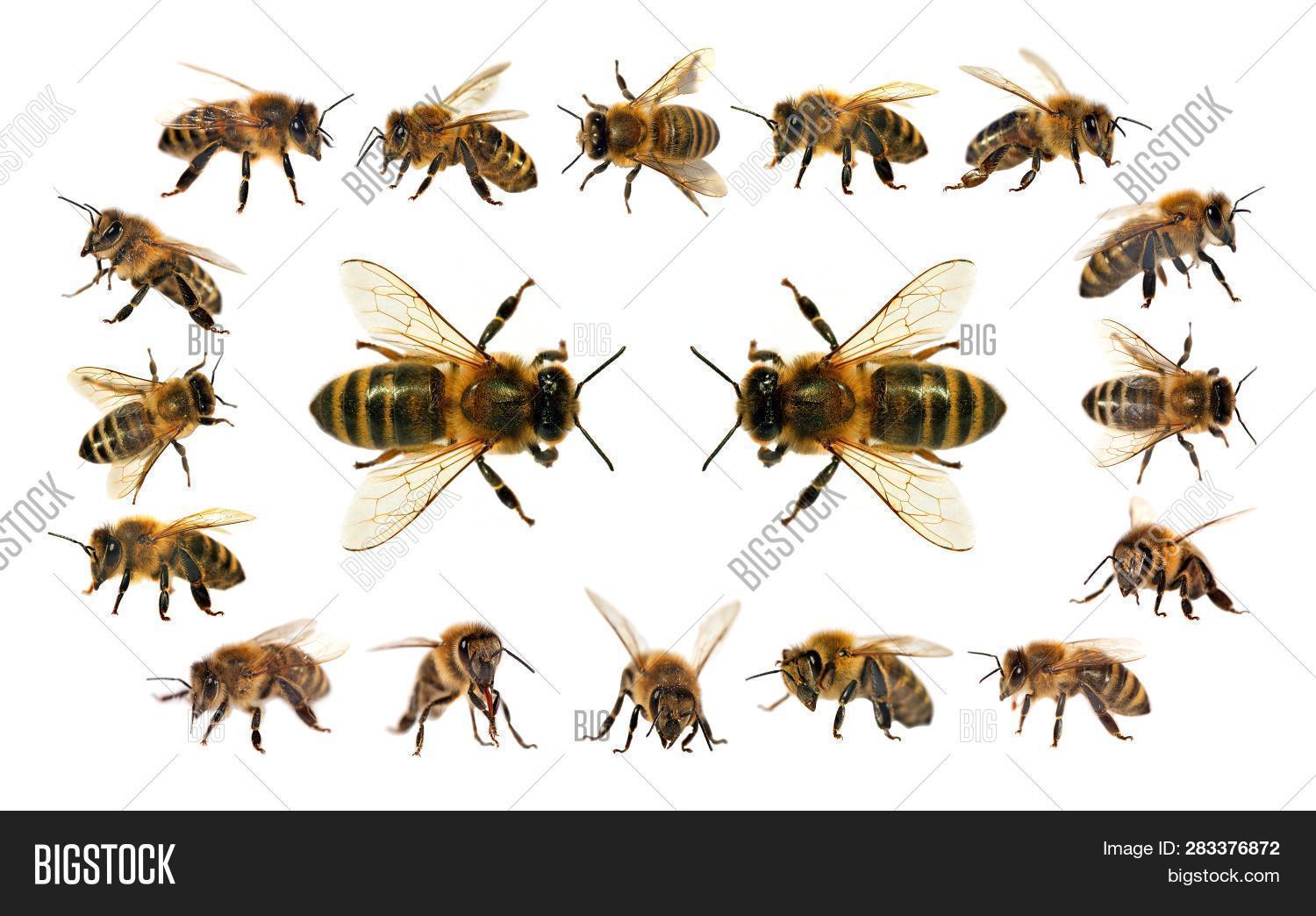 Group Bee Honeybee Image & Photo (Free Trial) | Bigstock