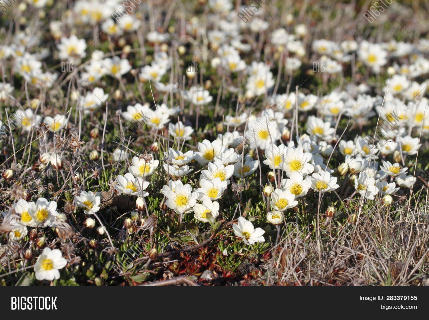 Arctic Mountain Avens Image & Photo (Free Trial) | Bigstock