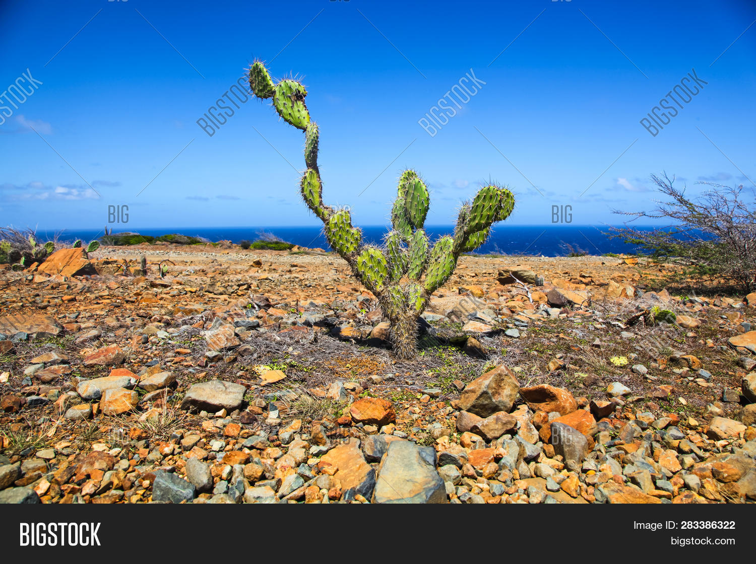 Lone Cactus Against Image & Photo (Free Trial) | Bigstock