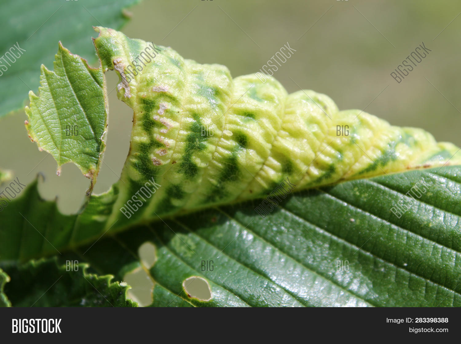 Gall Elm-currant Aphid Image & Photo (Free Trial) | Bigstock