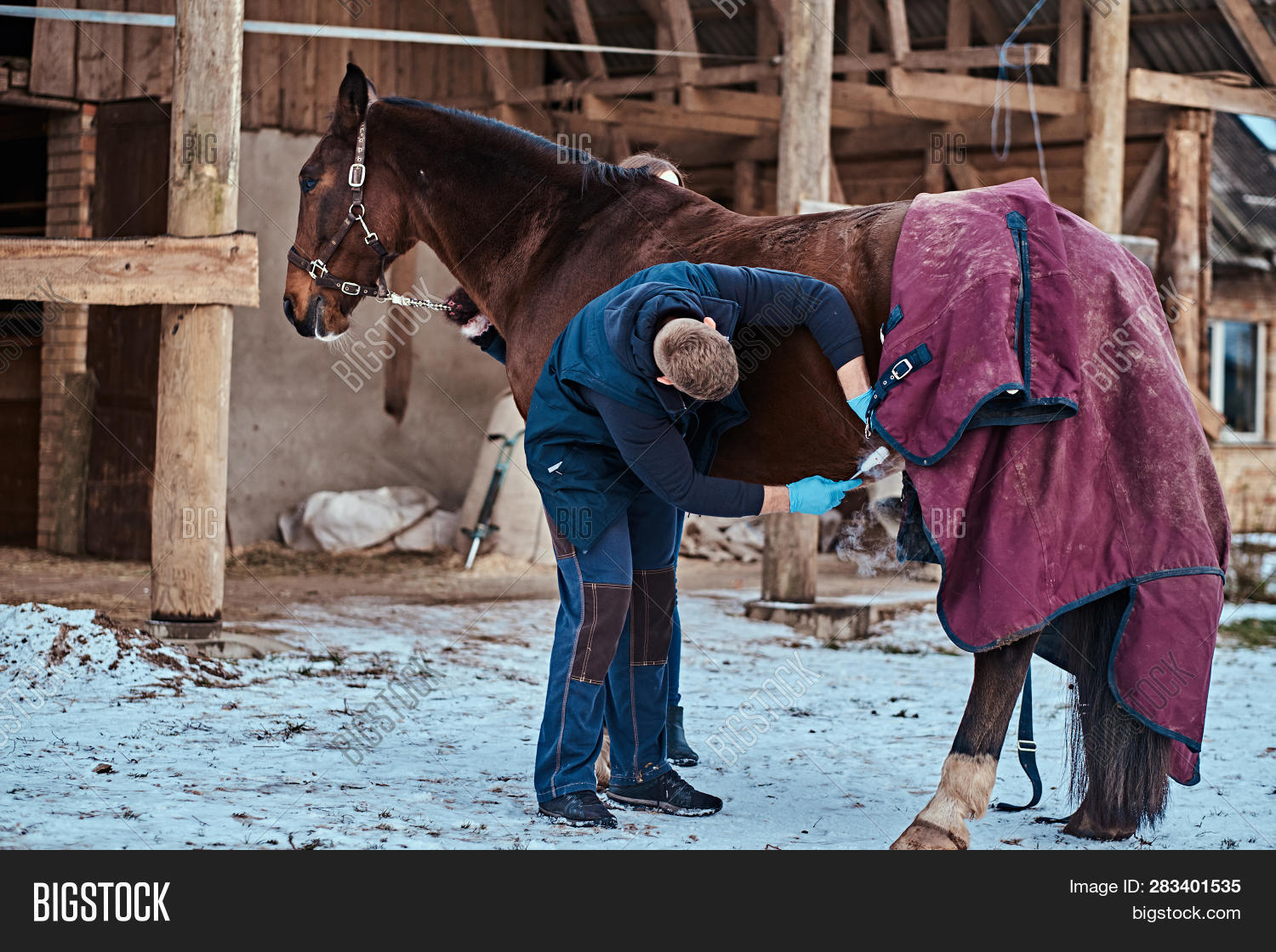 Veterinarian Treating Image & Photo (Free Trial) | Bigstock
