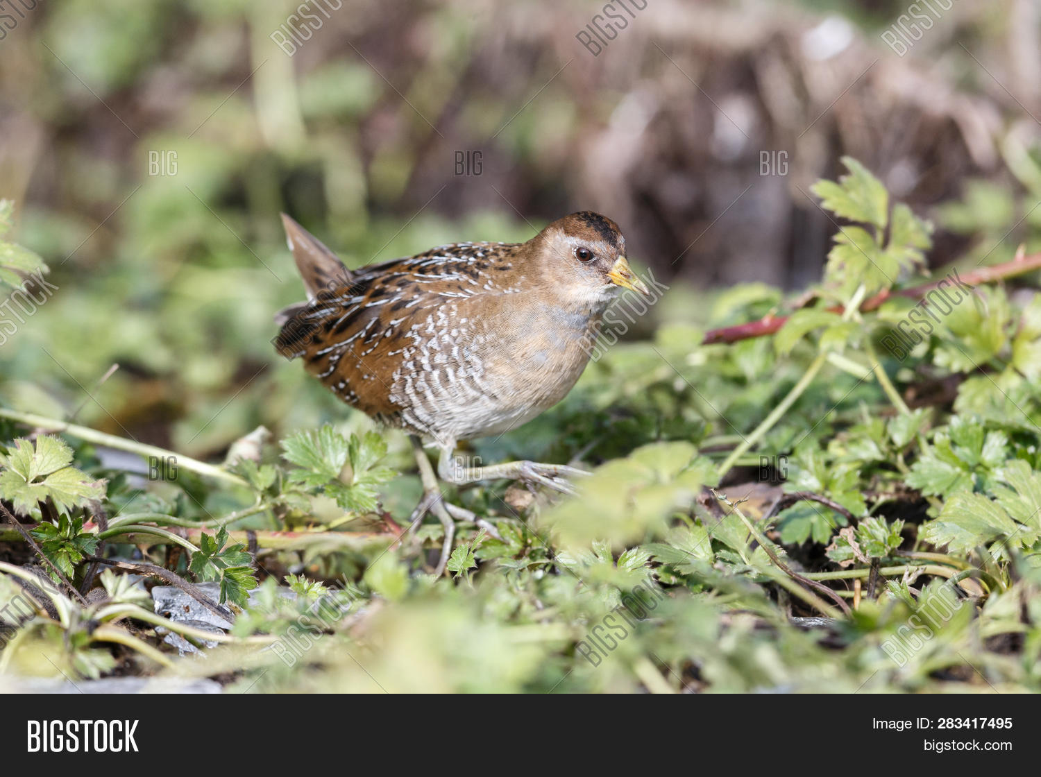 Waterbird Sora Rail Image & Photo (Free Trial) | Bigstock