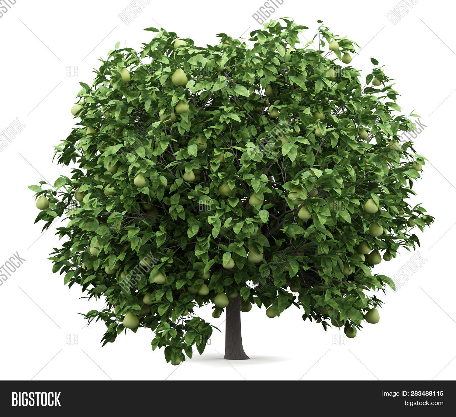 Pomelo Tree Fruits Image & Photo (Free Trial) | Bigstock