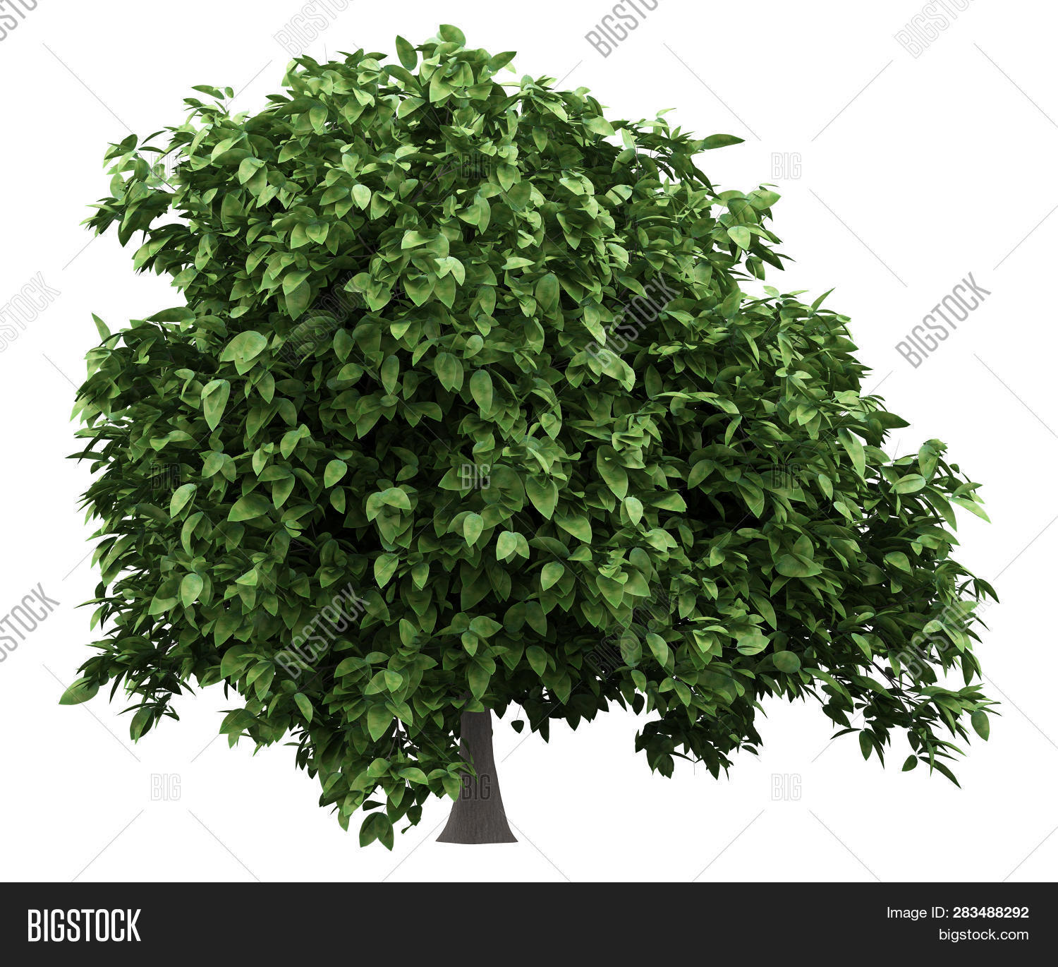 Pomelo Tree Isolated Image & Photo (Free Trial) | Bigstock