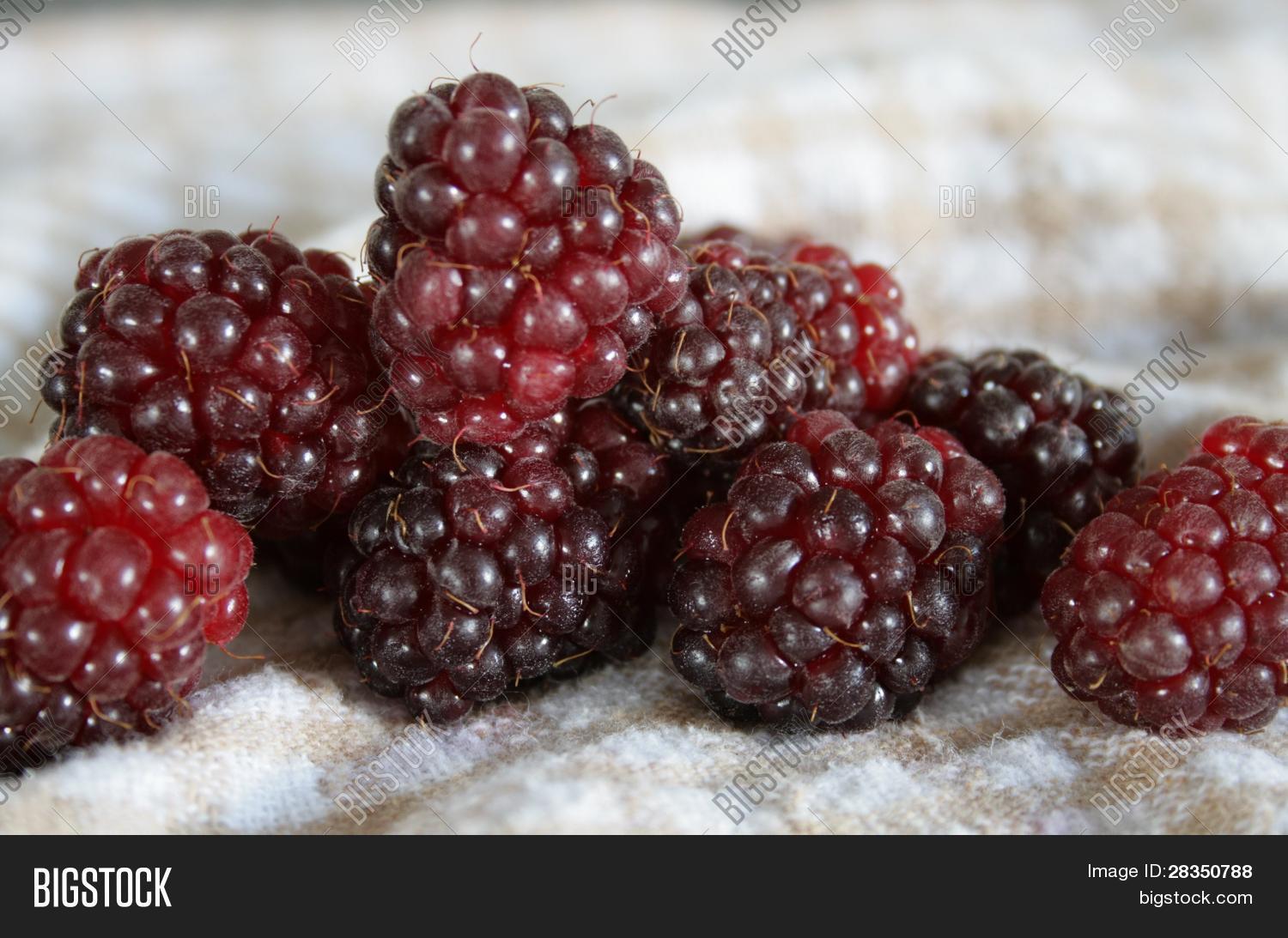 Boysenberries Image & Photo (Free Trial) | Bigstock