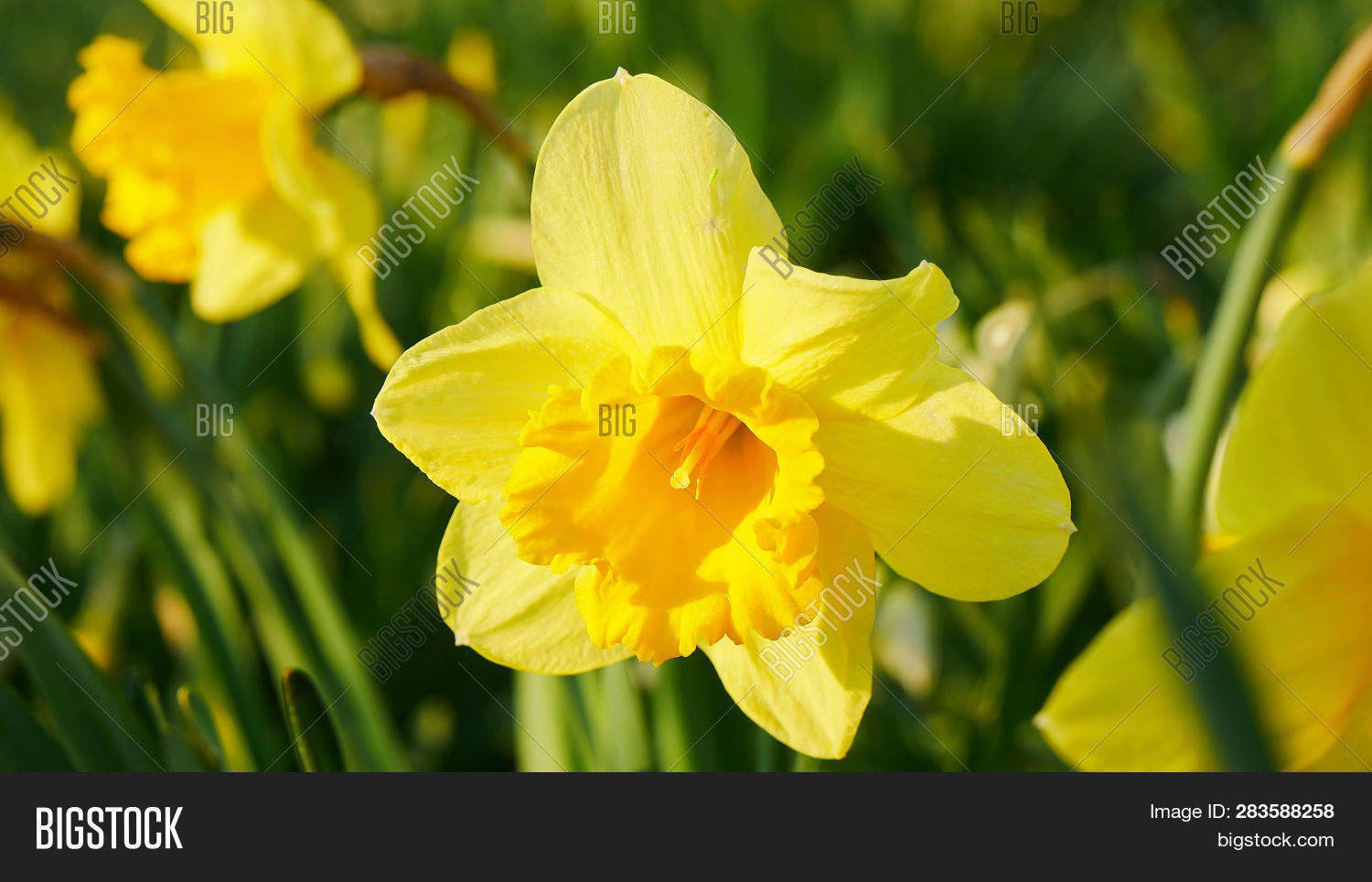 Beautiful Yellow Image & Photo (Free Trial) | Bigstock