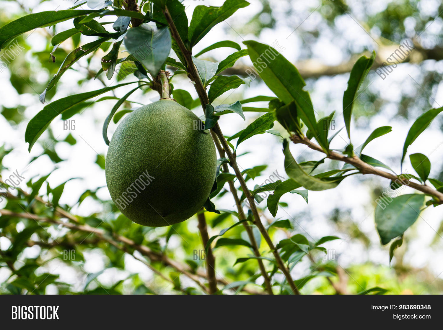 Calabash Tree Image & Photo (Free Trial) | Bigstock
