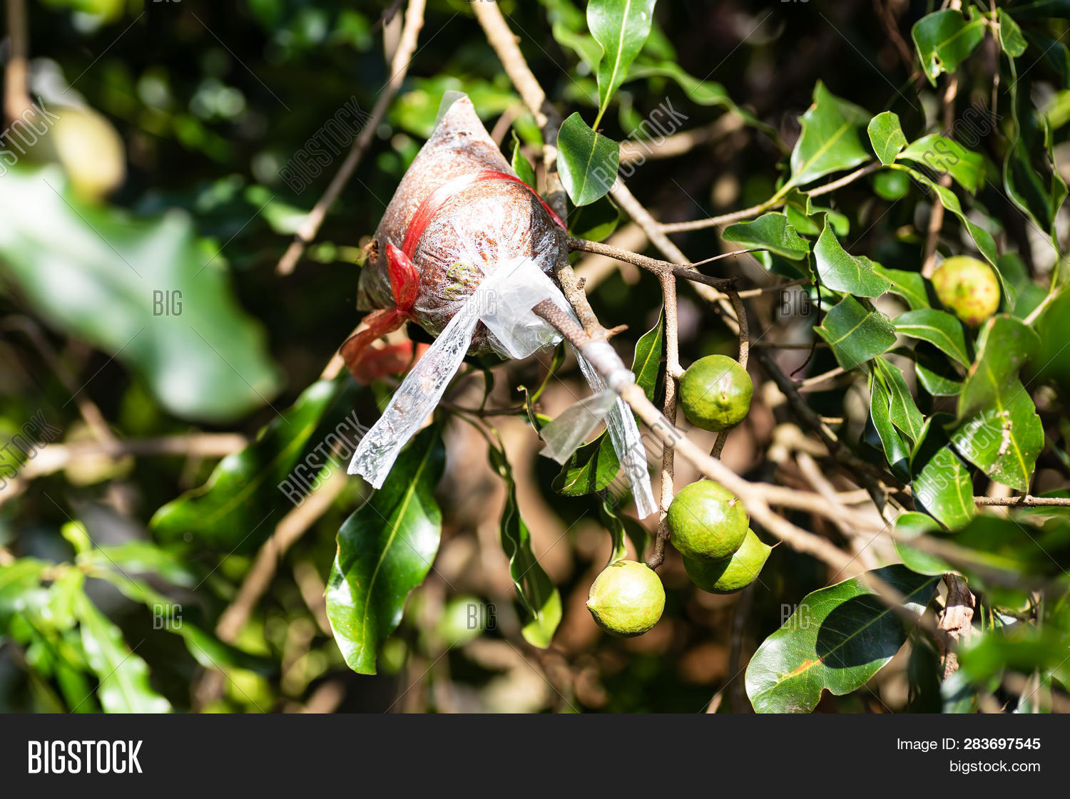 Grafting On Macadamia Image & Photo (Free Trial) | Bigstock