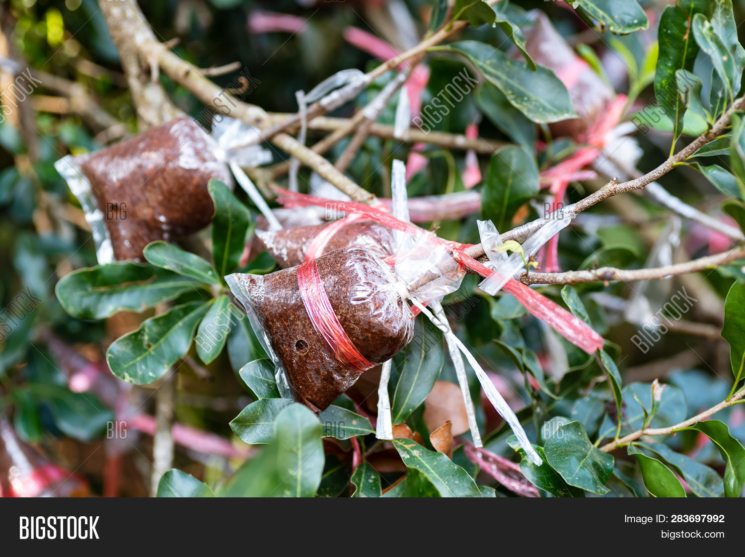 Grafting On Macadamia Image & Photo (Free Trial) | Bigstock