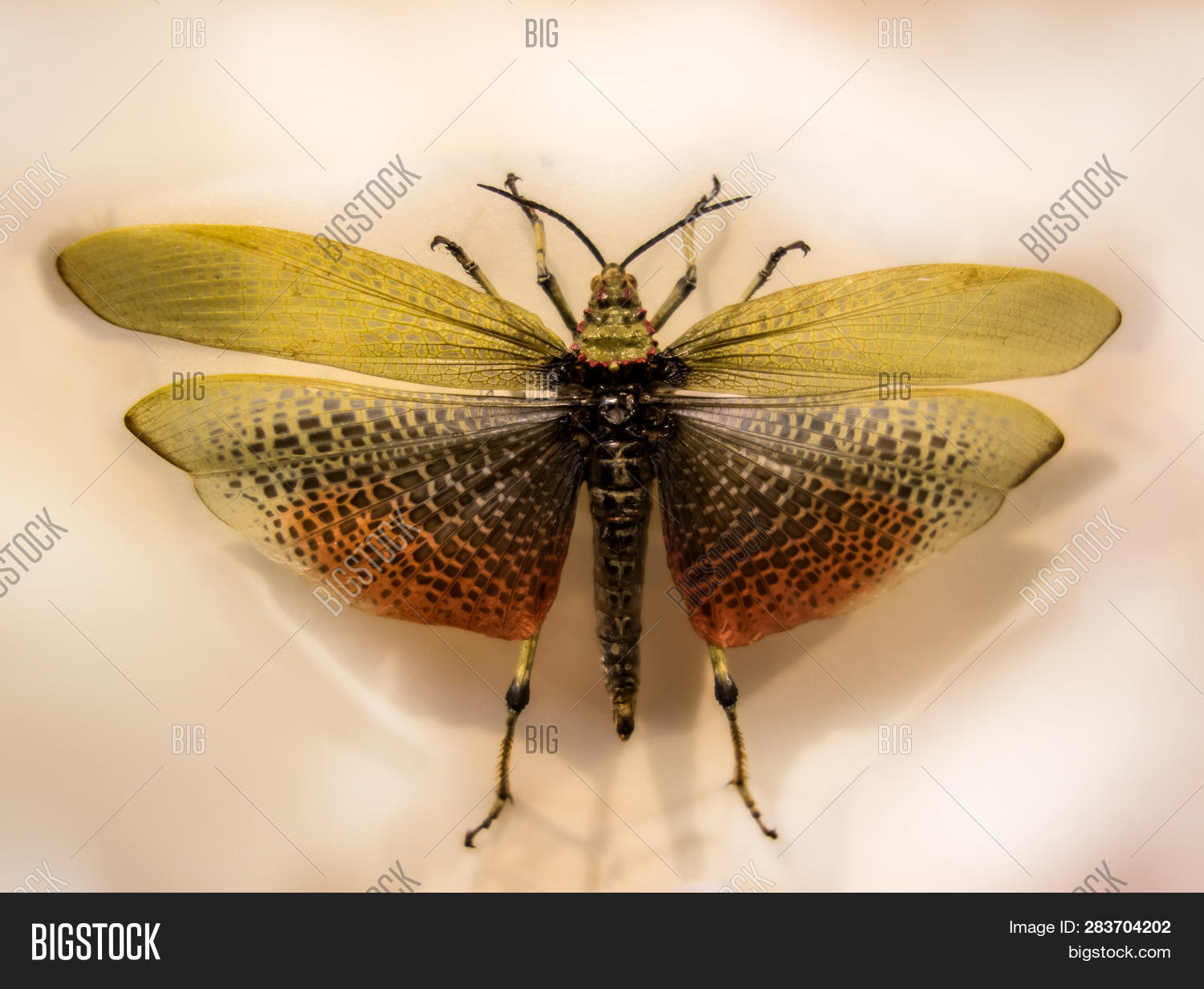 Phymateus Genus Image & Photo (Free Trial) | Bigstock