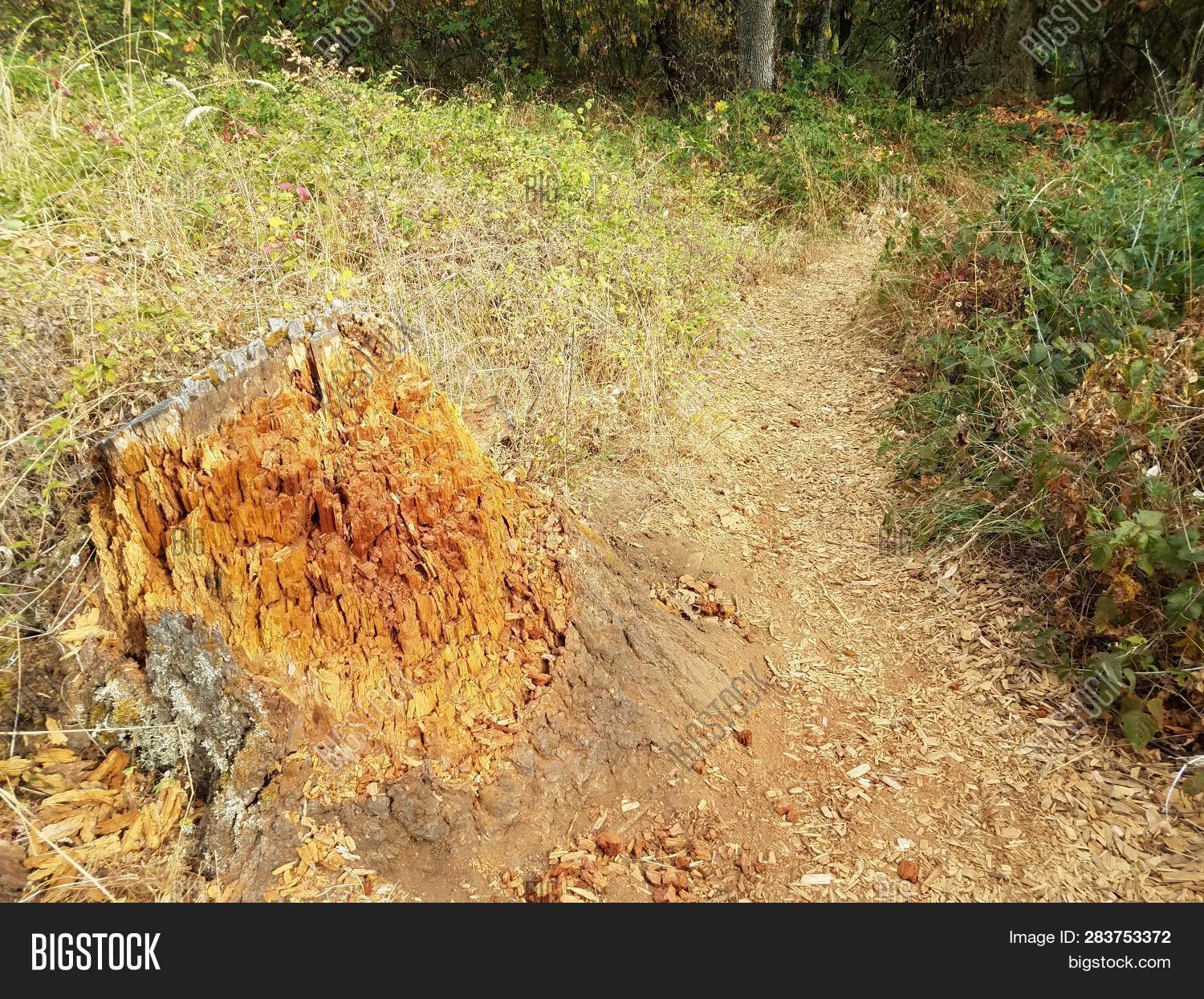 Rotting Decomposing Image & Photo (Free Trial) | Bigstock