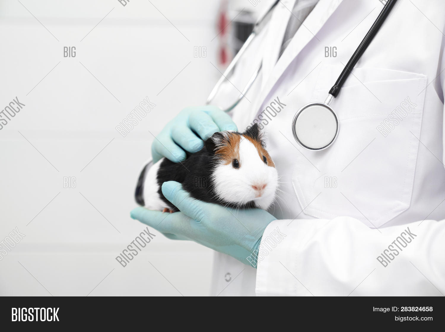 Doctor Veterinary Image & Photo (Free Trial) | Bigstock