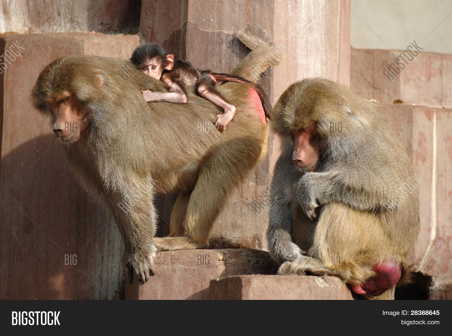 Monky Family. Mother, Image & Photo (Free Trial) | Bigstock