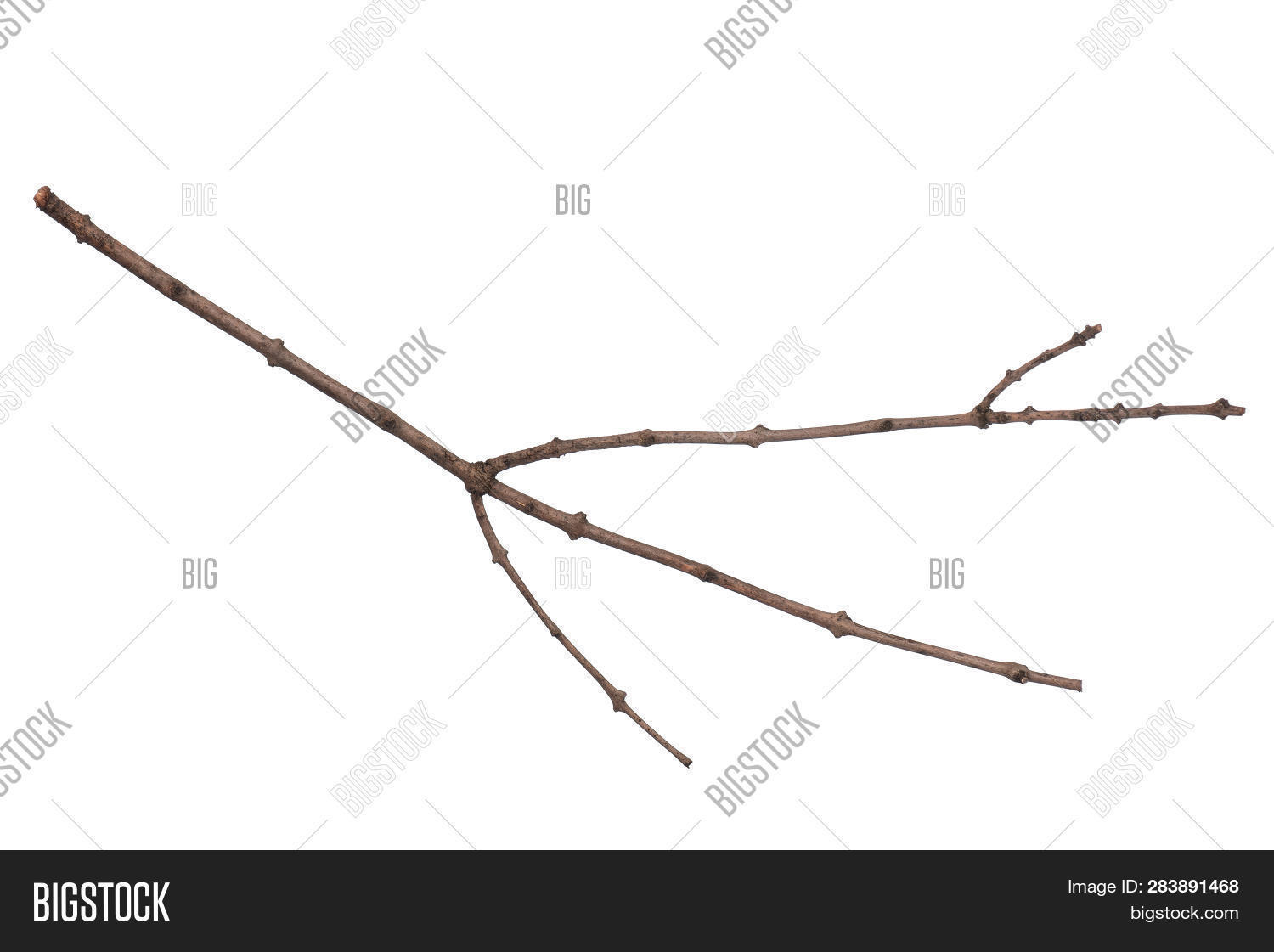Single Dry Tree Branch Image & Photo (Free Trial) | Bigstock