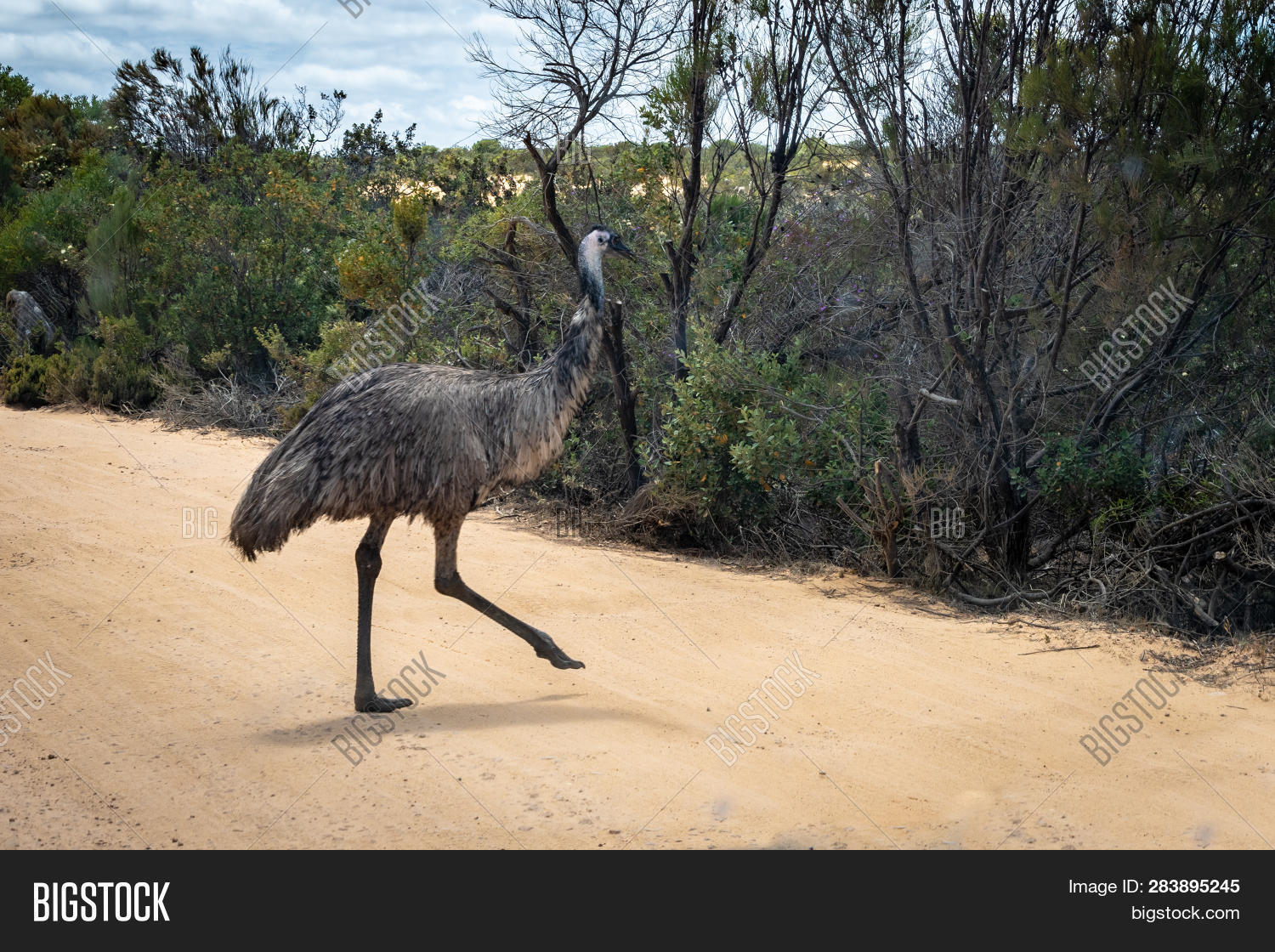 Australian Emu Bird Image & Photo (Free Trial) | Bigstock