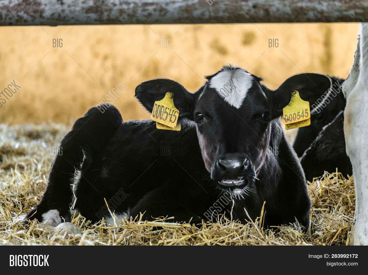 Small Young Calf Lies Image & Photo (Free Trial) | Bigstock