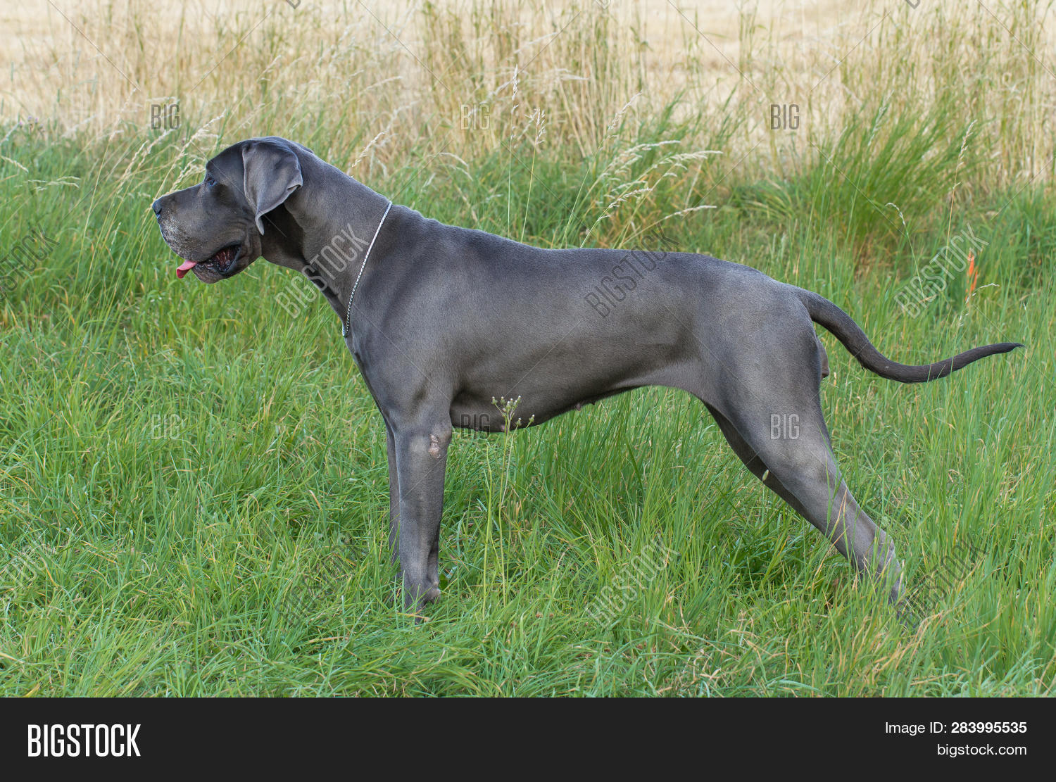 Blue Great Dane Dog