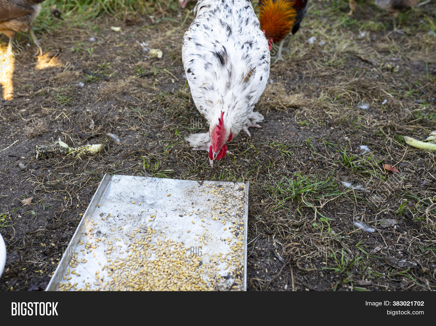 White Rooster Domestic Image & Photo (Free Trial) | Bigstock