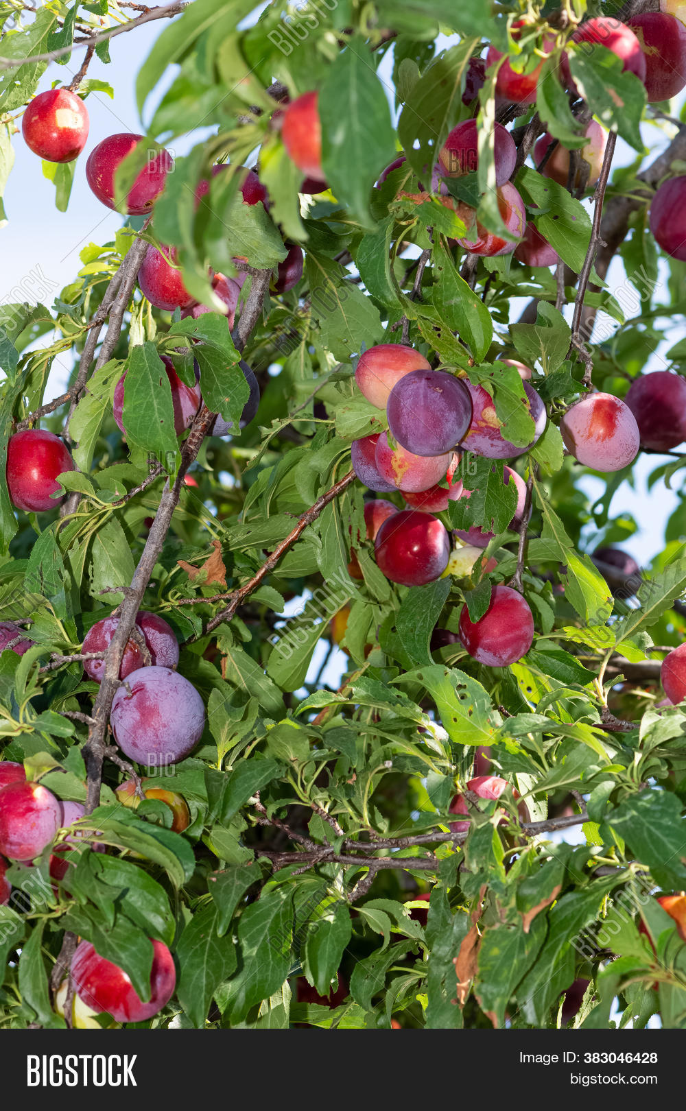 Plum Tree Ripe Natural Image & Photo (Free Trial) | Bigstock