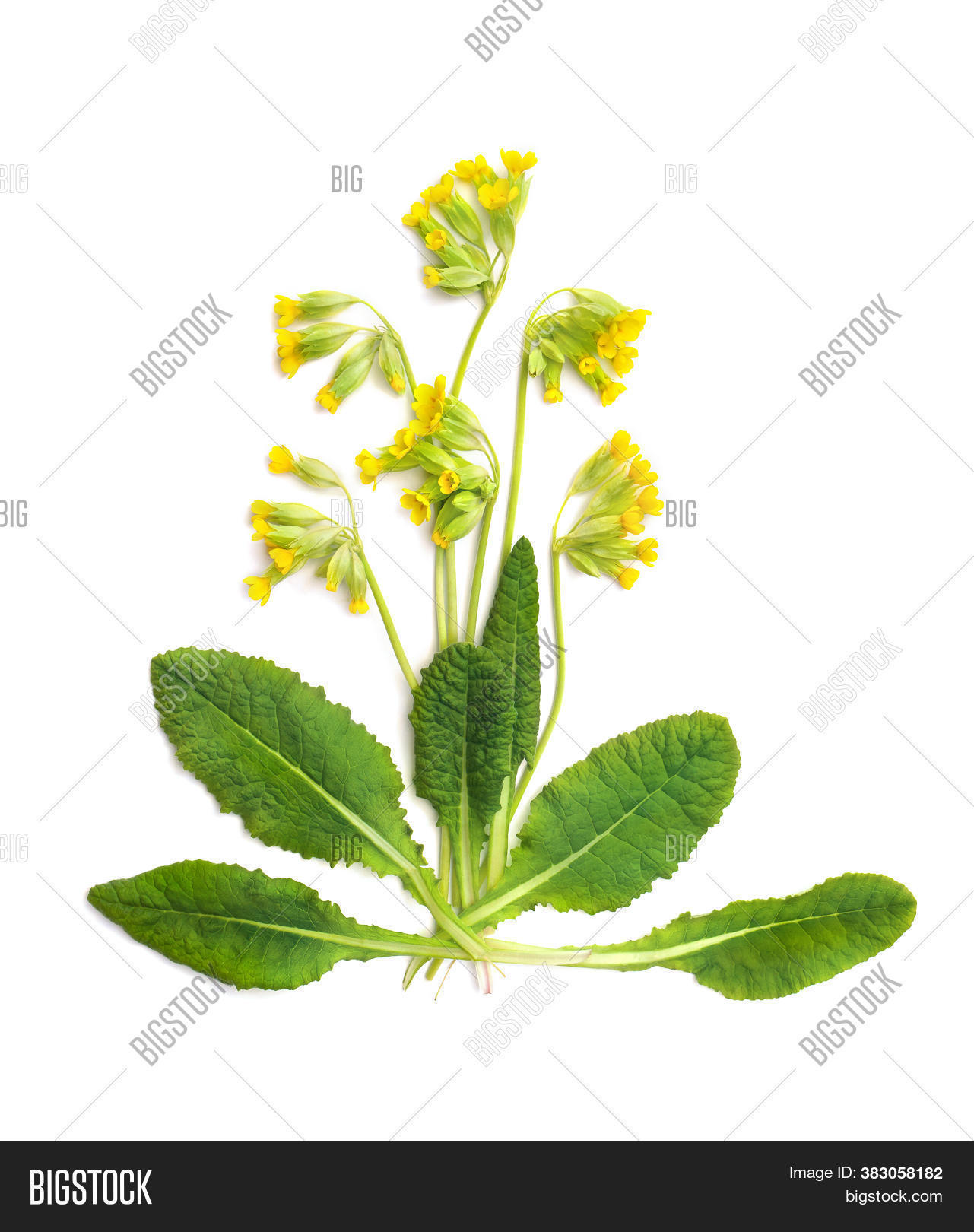 Flowers Leaves Primula Image & Photo (Free Trial) | Bigstock