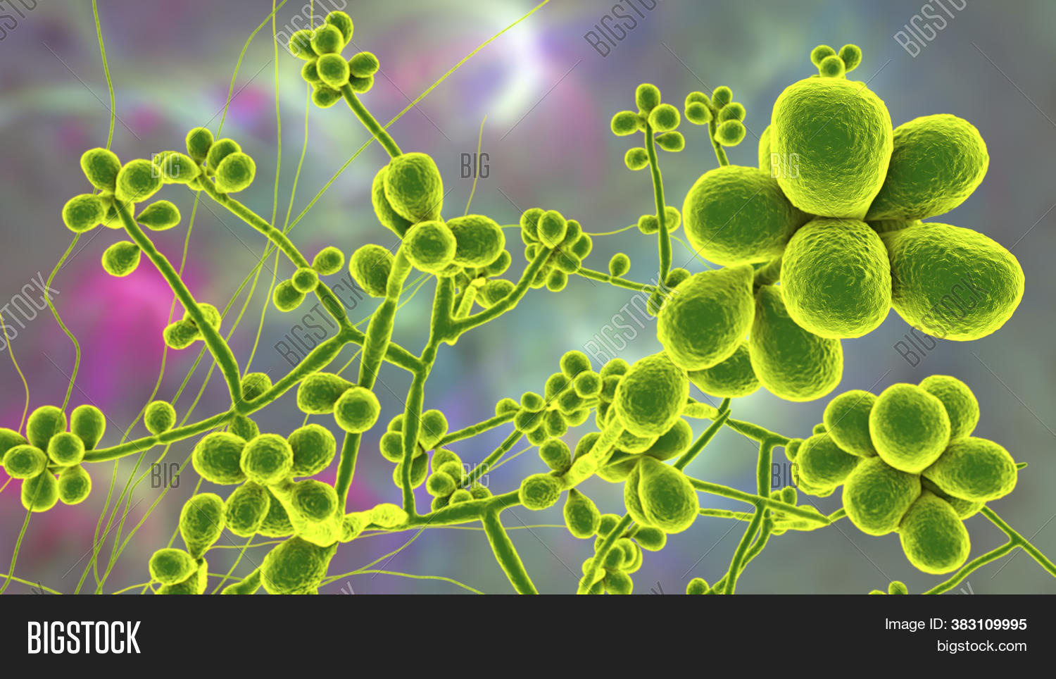 Fungus Sporothrix Image & Photo (Free Trial) | Bigstock