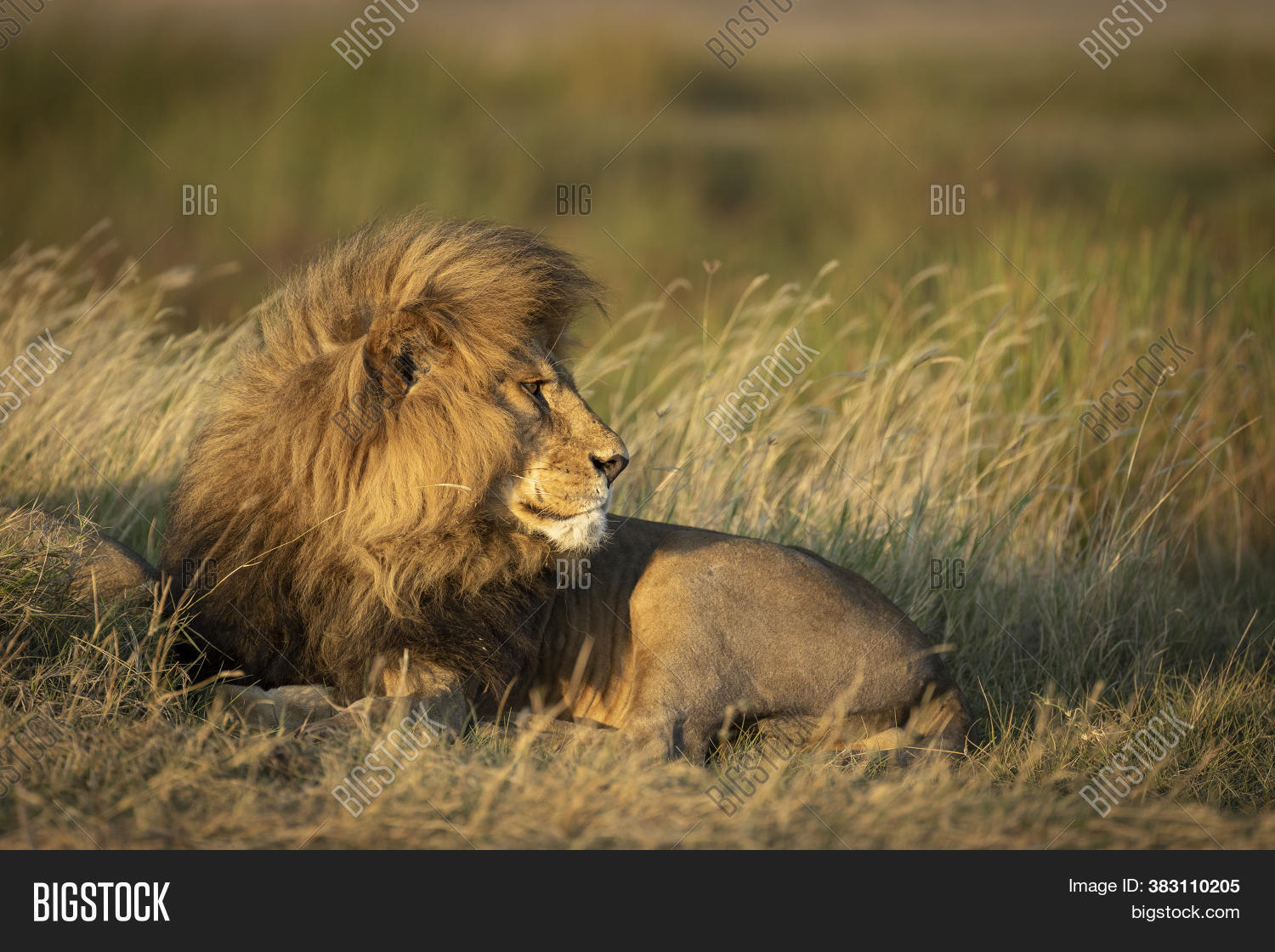 Male Lion Lying Down