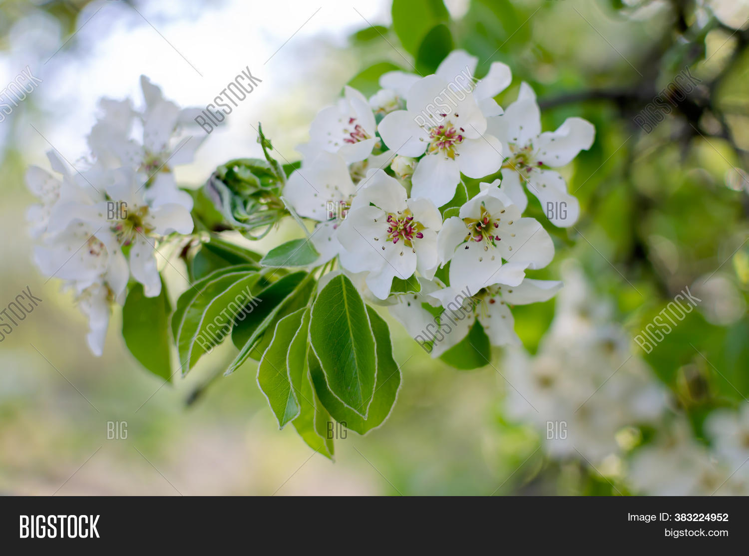 Flowering Pear Tree, Image & Photo (Free Trial) | Bigstock