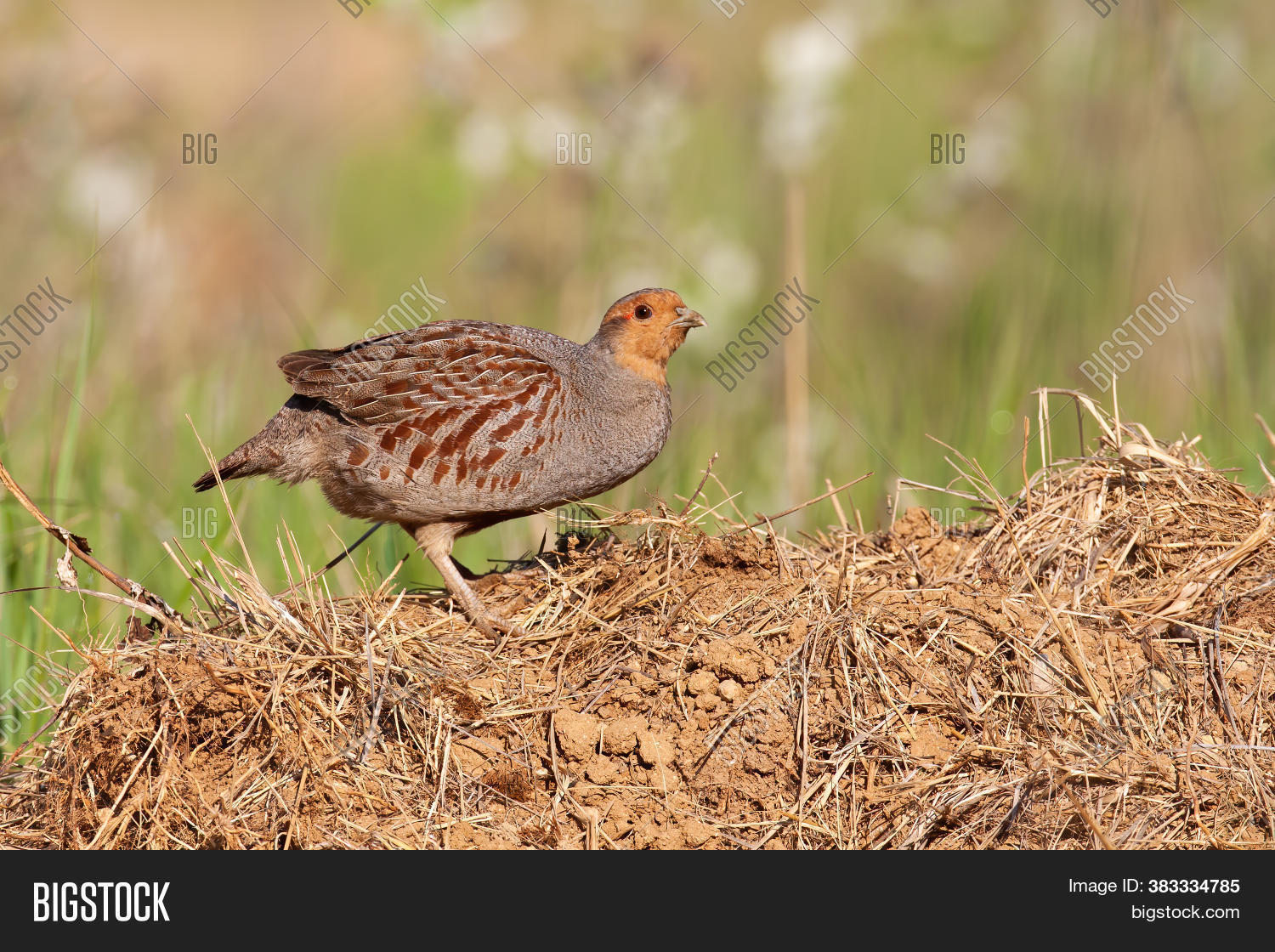 Little Grey Partridge Image & Photo (Free Trial) | Bigstock