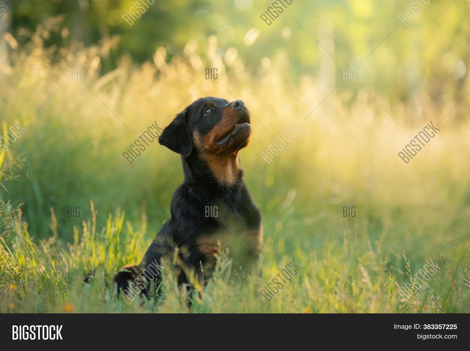 Rottweiler Dog Nature Image & Photo (Free Trial) | Bigstock