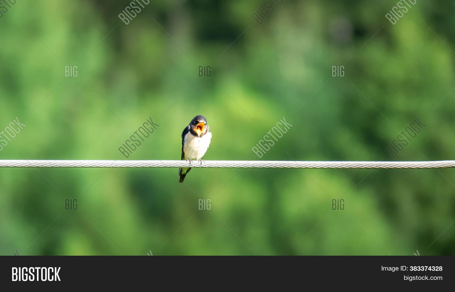 Image Bird On Wire Image & Photo (Free Trial) | Bigstock