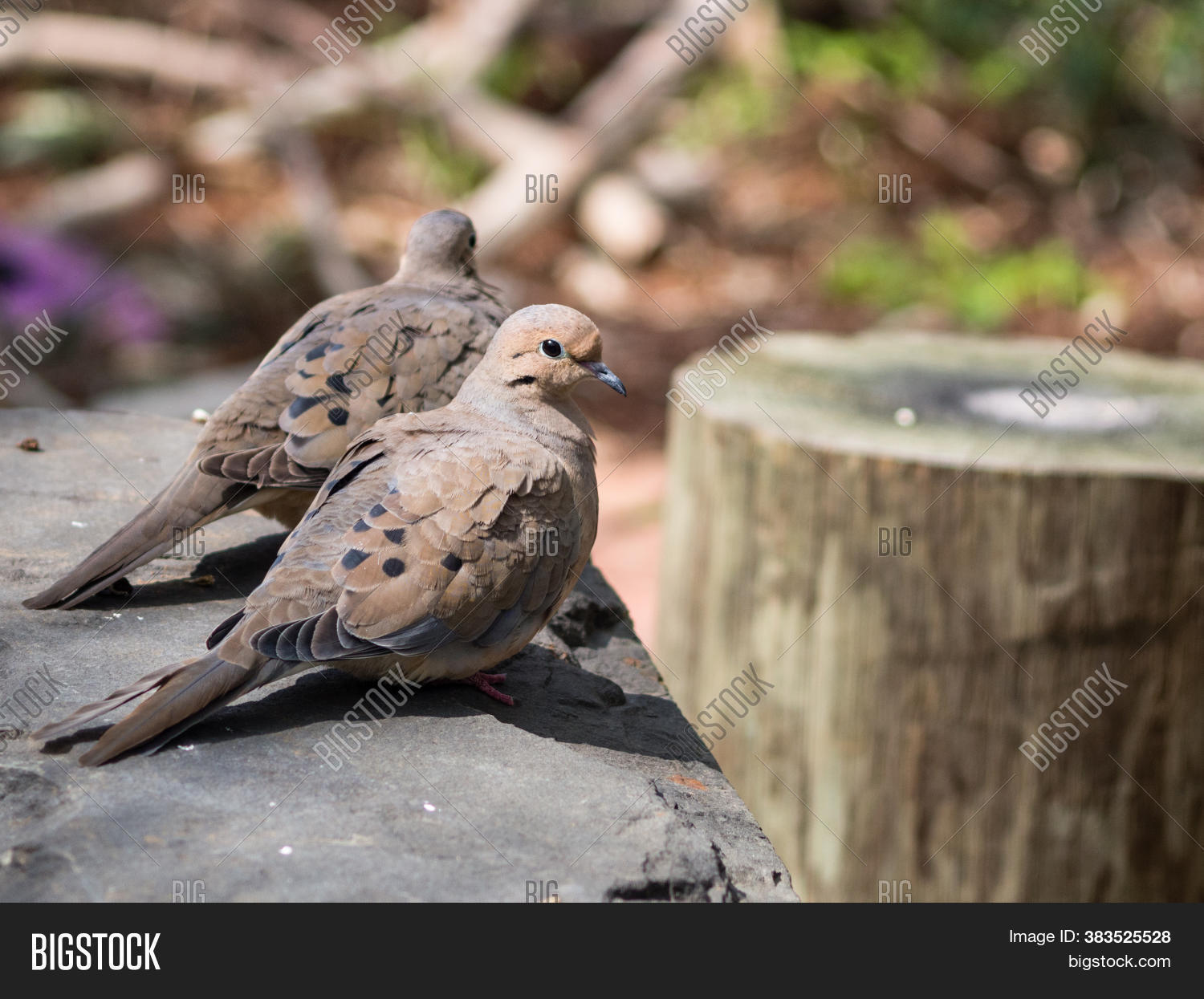 Pair Mourning Doves Image & Photo (Free Trial) | Bigstock