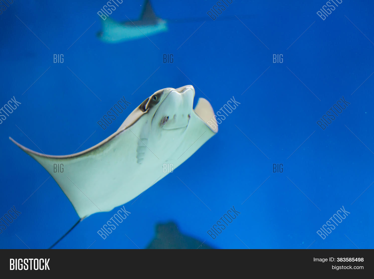 Electric Ray Fish Image & Photo (Free Trial) | Bigstock