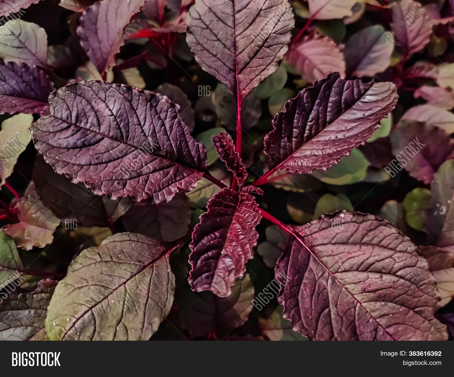 Amaranthus, Image & Photo (Free Trial) | Bigstock