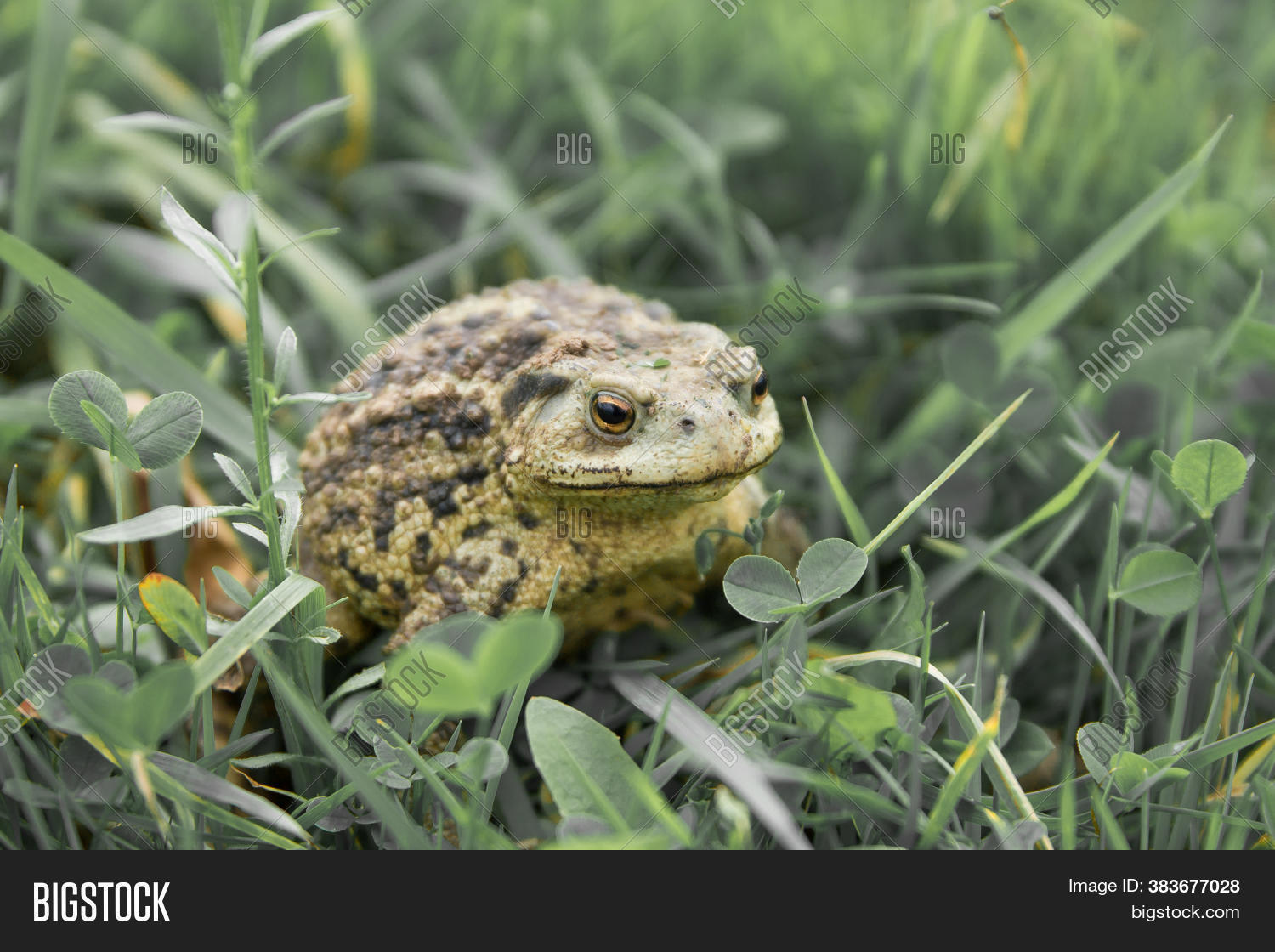 Common Toad European Image & Photo (Free Trial) | Bigstock