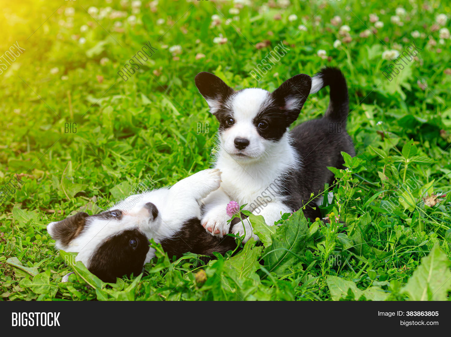 Corgi Puppies Play On Image & Photo (Free Trial) | Bigstock