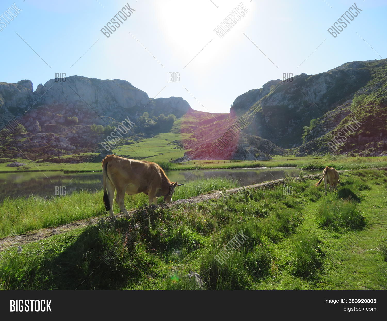 Beautiful Large Cows Image & Photo (Free Trial) | Bigstock