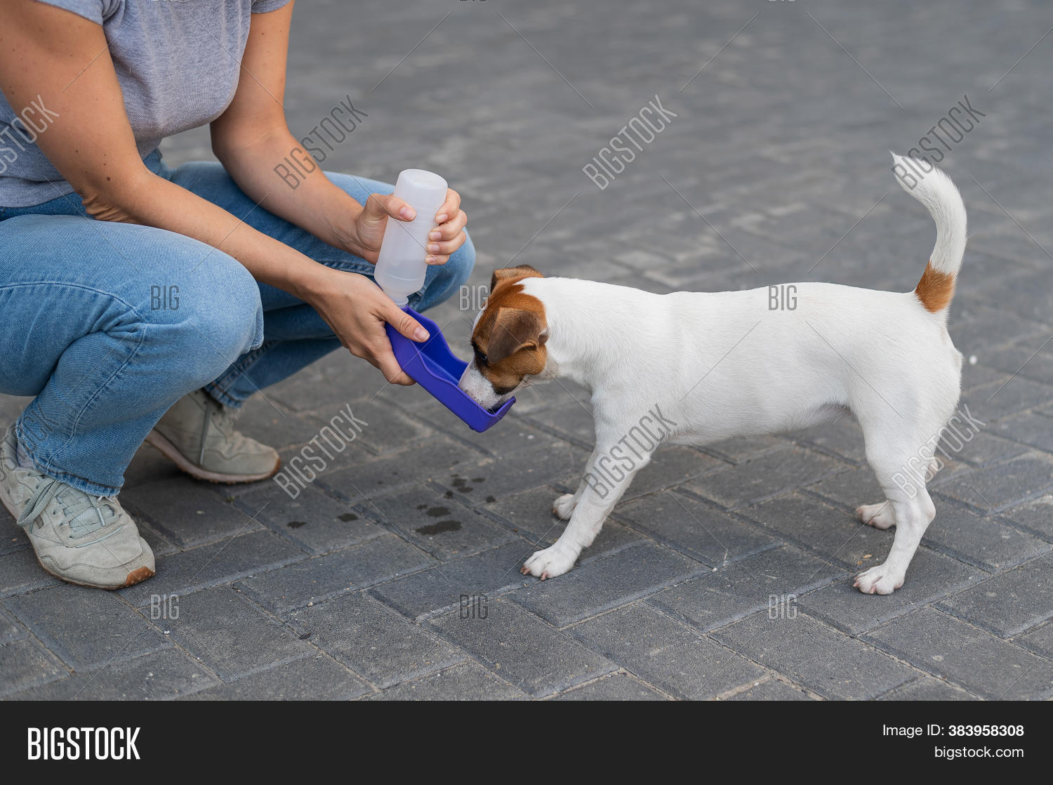 Dog Drinks Portable Image & Photo (Free Trial) | Bigstock