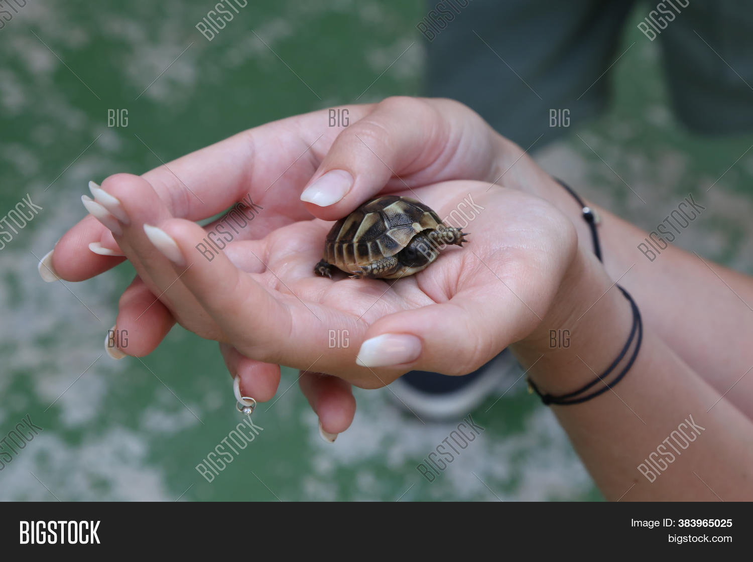 Little Turtle Held Image & Photo (Free Trial) | Bigstock