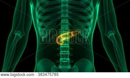 3d Illustration Organ Image & Photo (Free Trial) | Bigstock