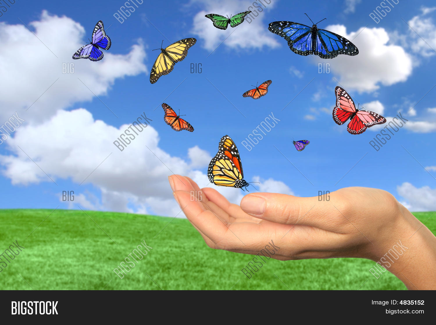 Hermosas Mariposas Volando