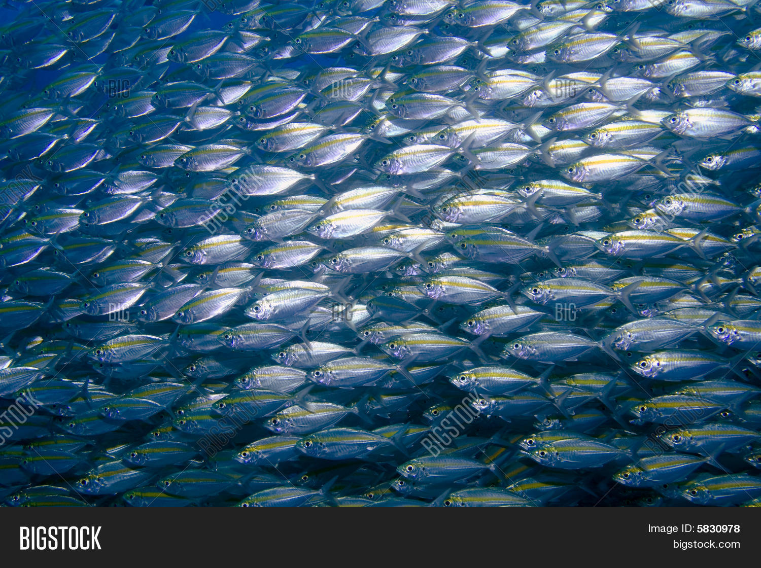 Wall Fish Image & Photo (Free Trial) | Bigstock
