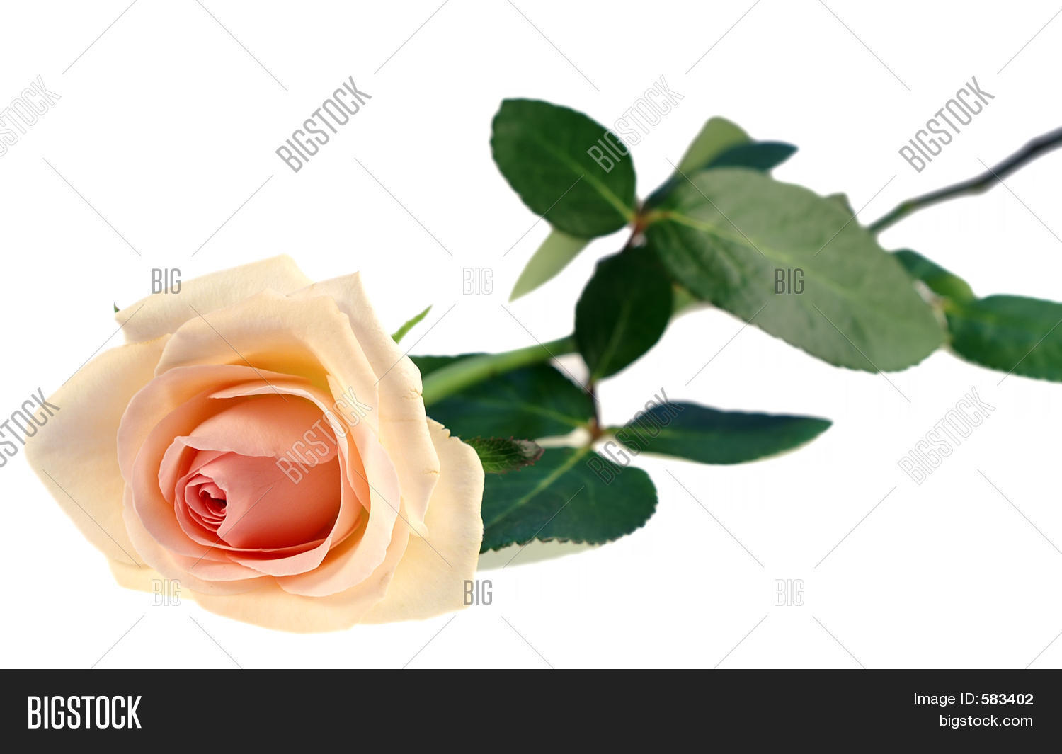 Alone Rose Image & Photo (Free Trial) | Bigstock